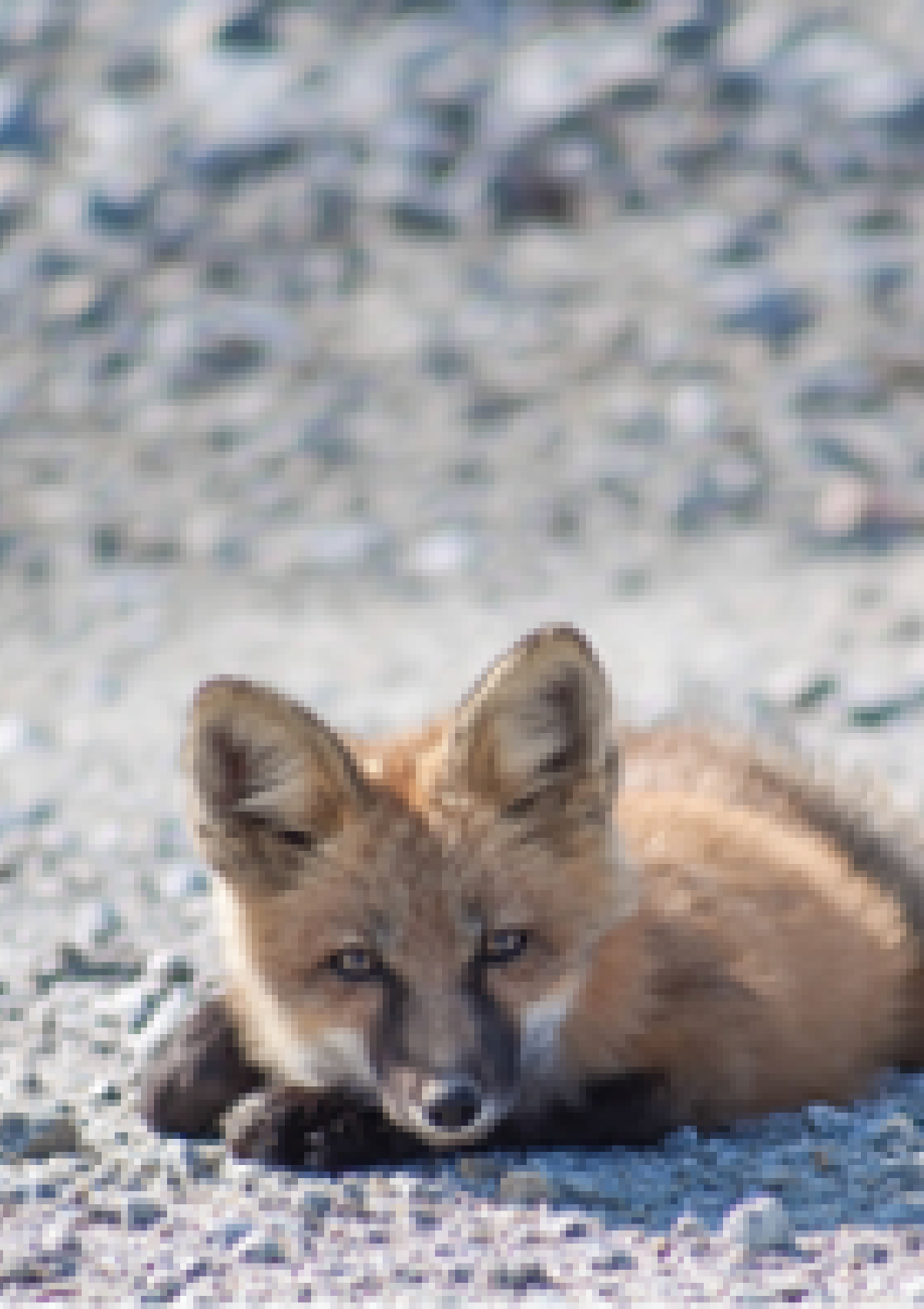 Sustainable Diamond & Development Pledges From NDC | Natural Diamonds