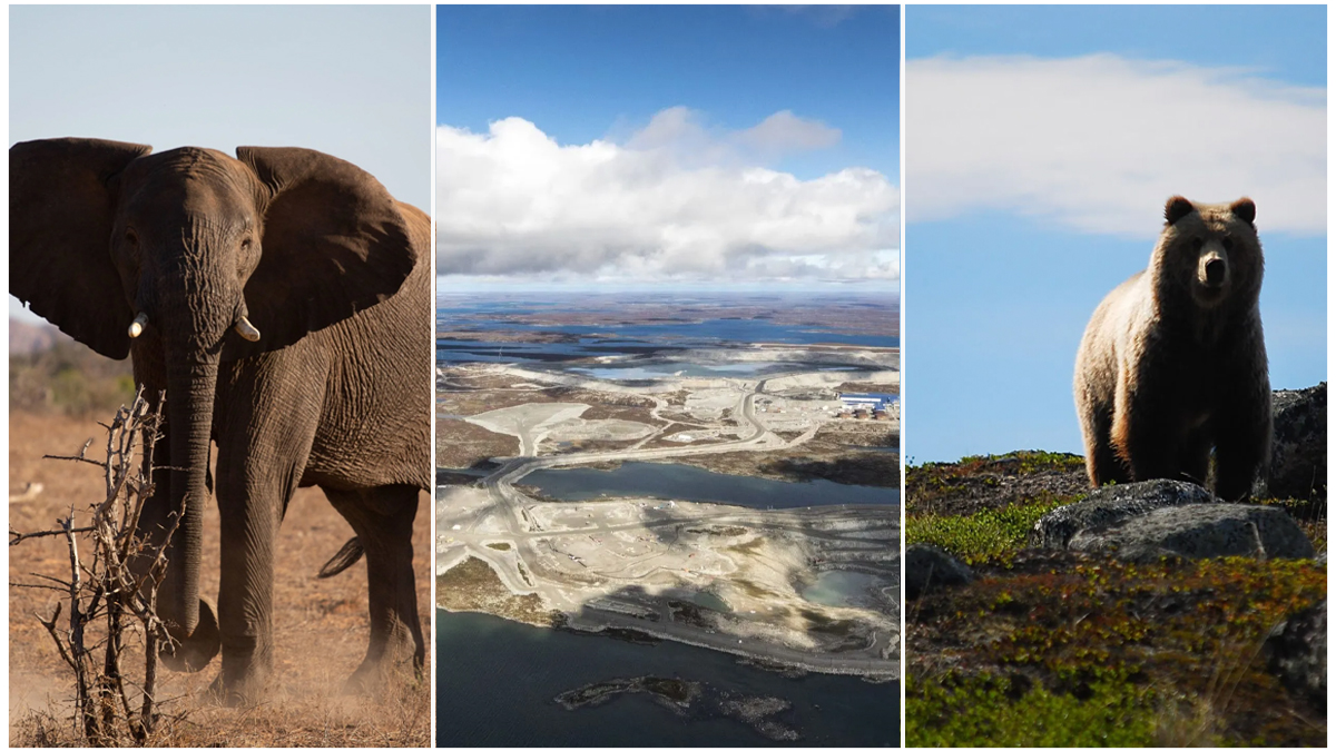 Conservation Conversations: Meet the Wildlife Warriors of the Natural ...