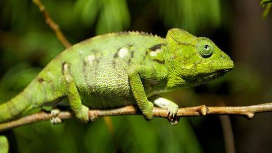 Chameleon Diamond: Nature's Stunning Color-Shifting Gem