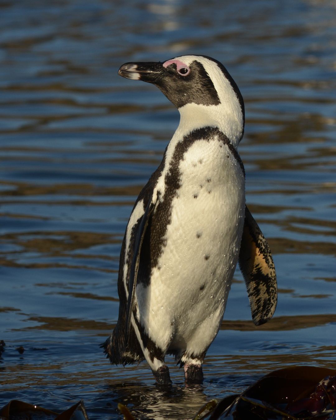 Saving the Seabirds - Diamond Producing Communities Give Back