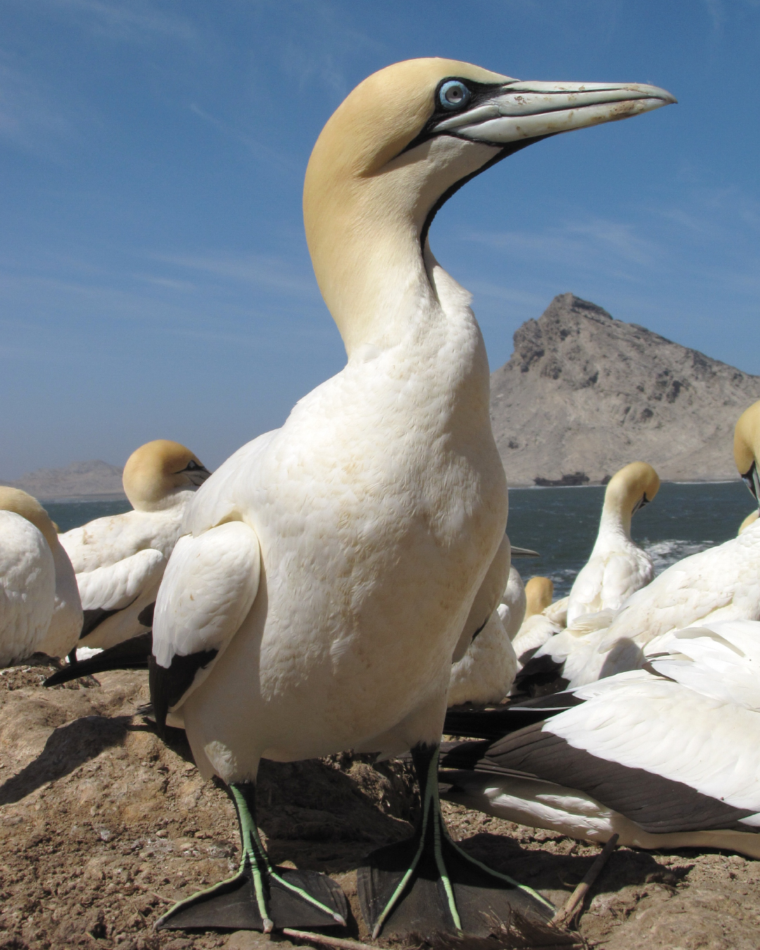Saving the Seabirds - Diamond Producing Communities Give Back