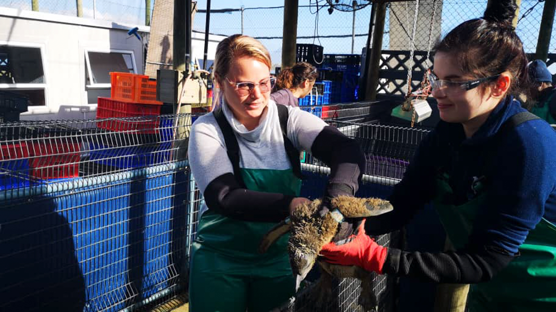 Saving the Seabirds - Diamond Producing Communities Give Back