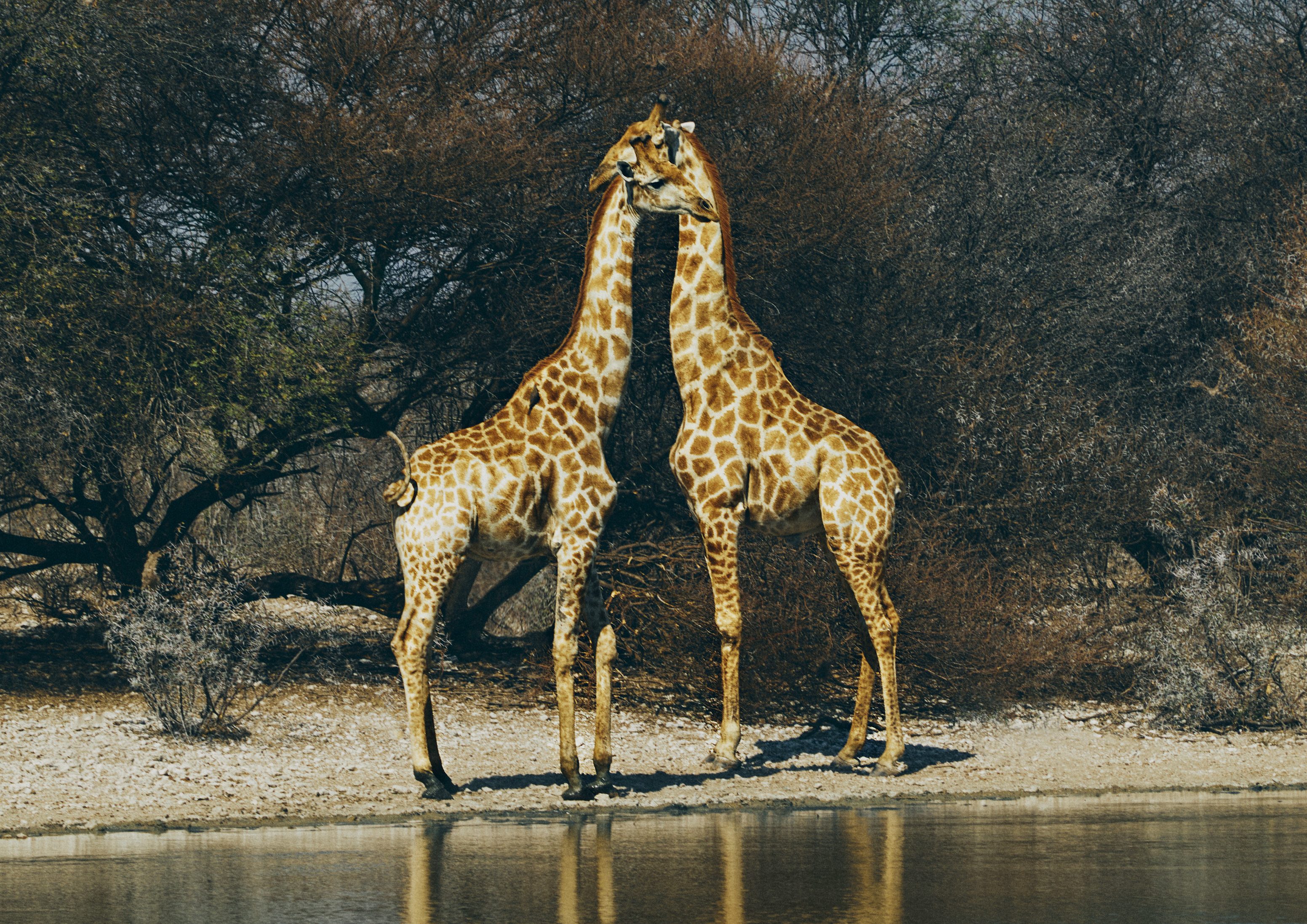 Diamonds of Botswana - Natural Diamonds